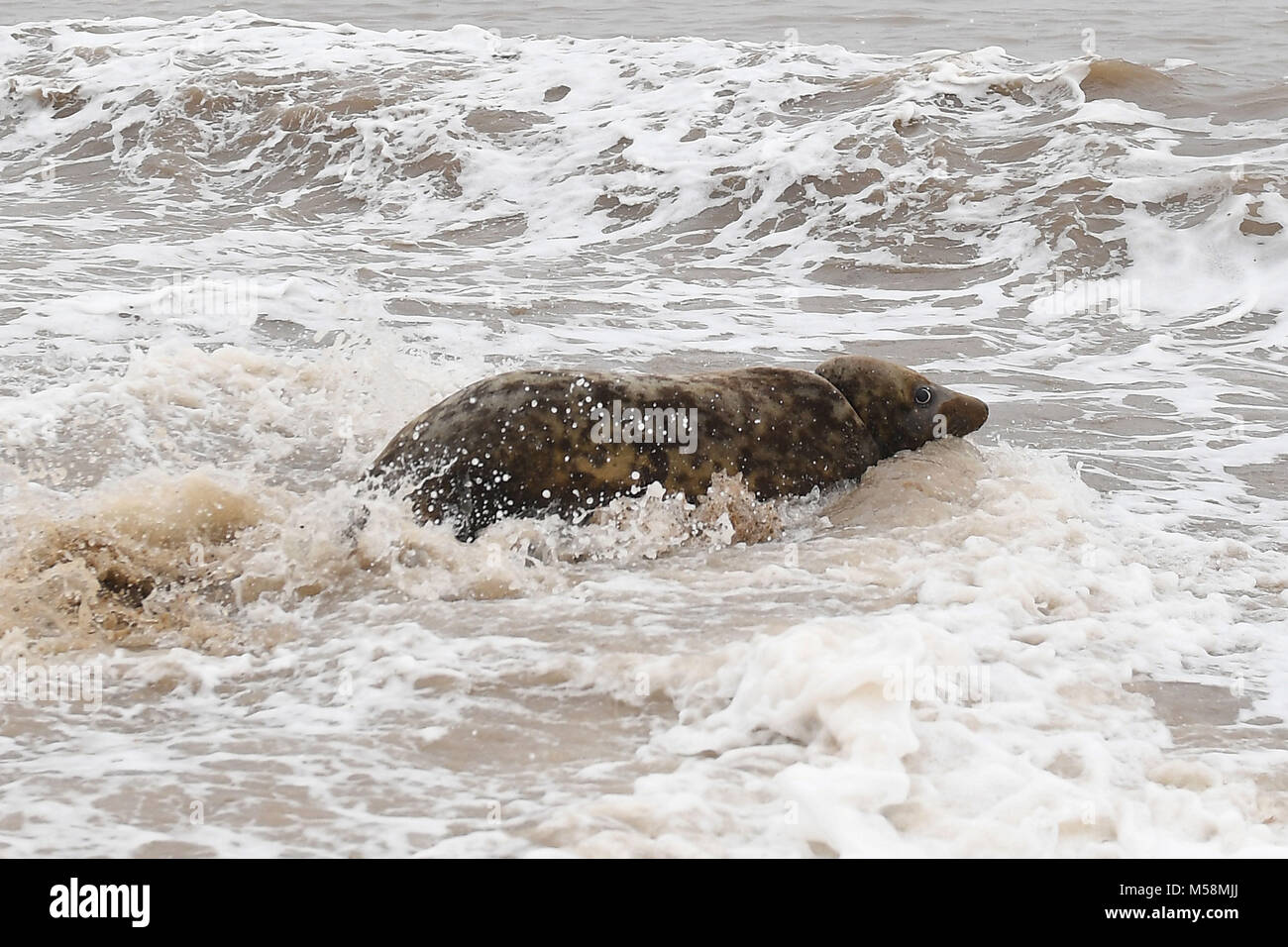 A grey seal nicknamed Mrs Frisbee is released back into the wild at ...