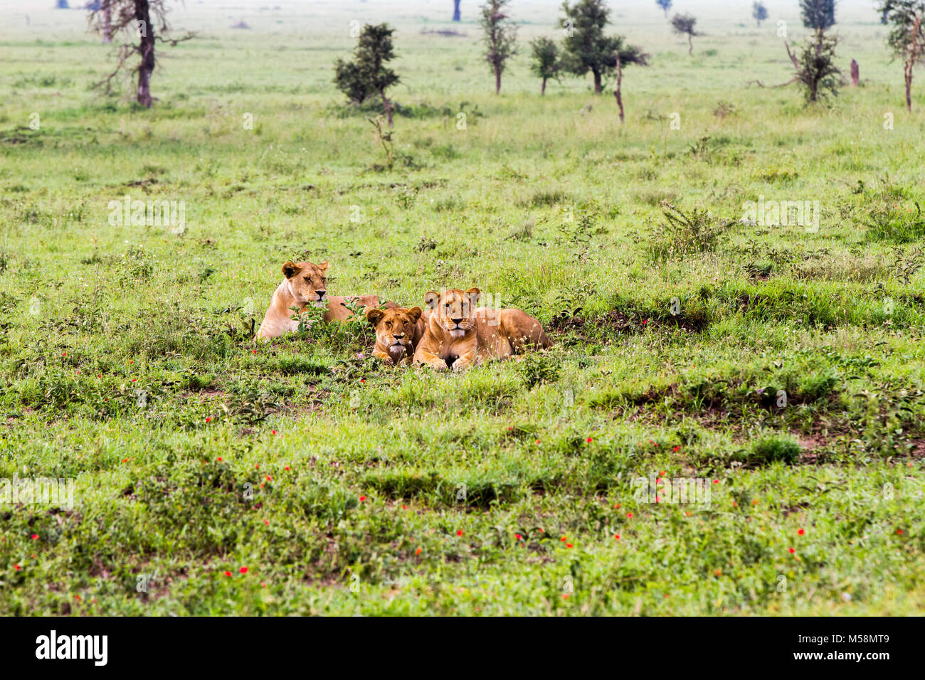 Portrait of East African lionesses (Panthera leo), genus Panthera ...