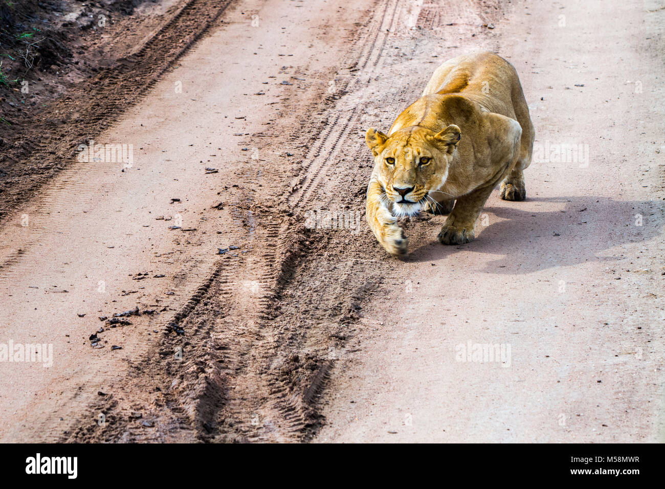 Portrait of East African lionesses (Panthera leo), genus Panthera ...