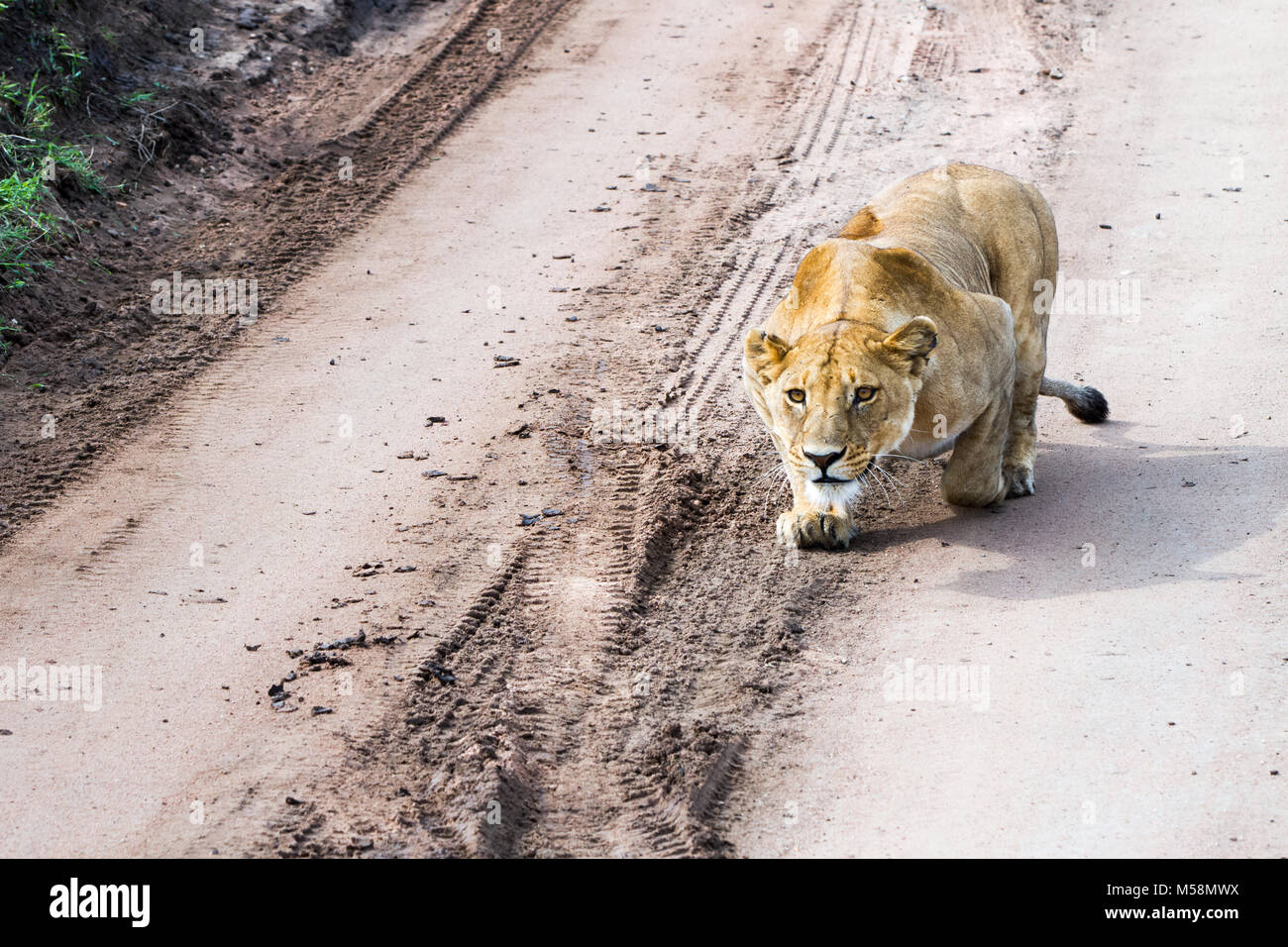 Portrait of East African lionesses (Panthera leo), genus Panthera ...