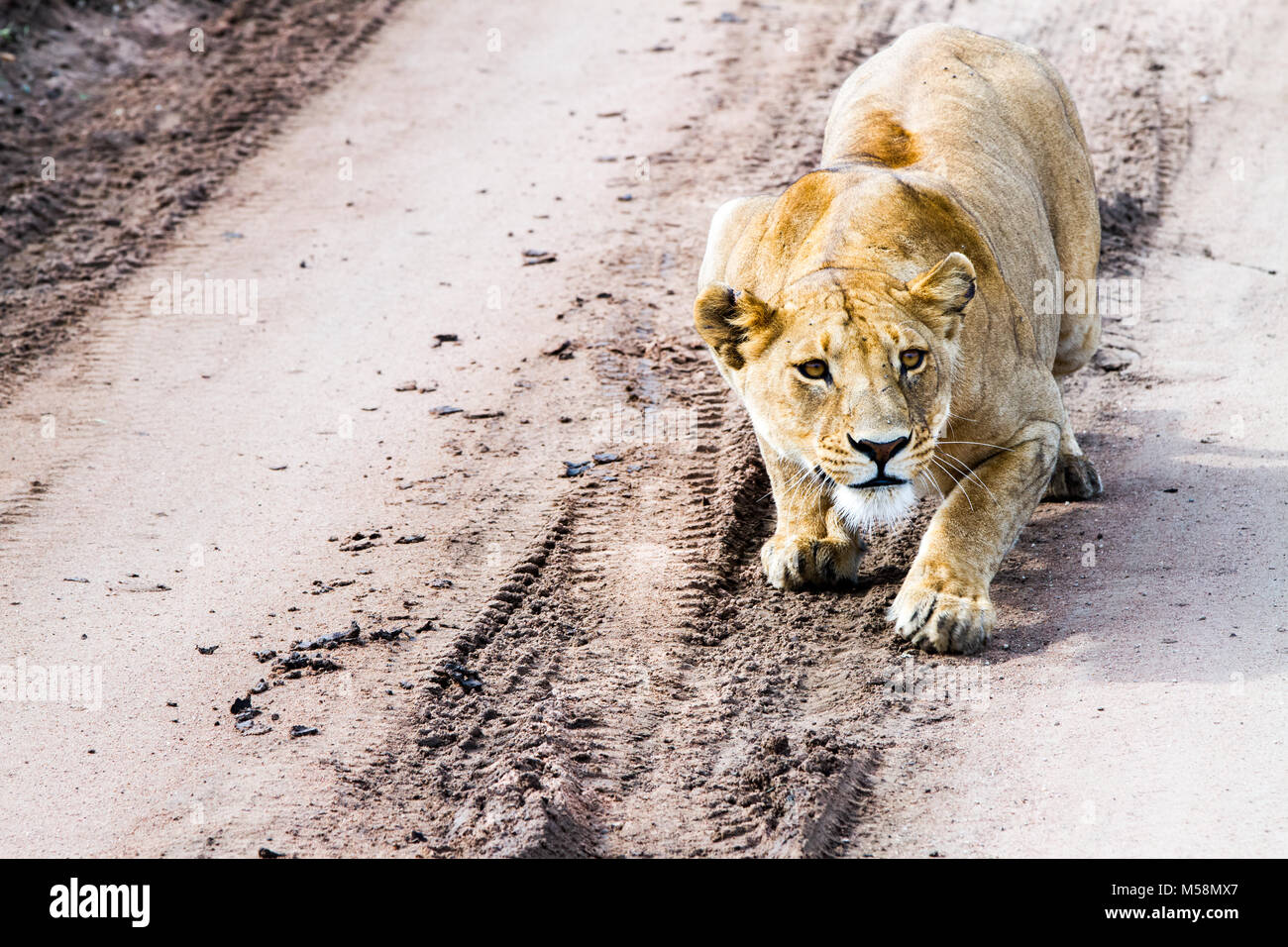 Portrait of East African lionesses (Panthera leo), genus Panthera ...