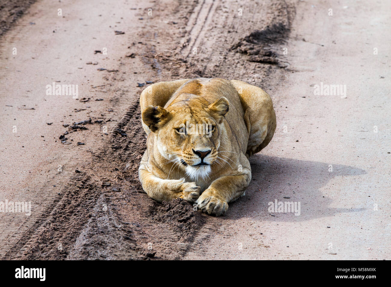 Portrait of East African lionesses (Panthera leo), genus Panthera ...