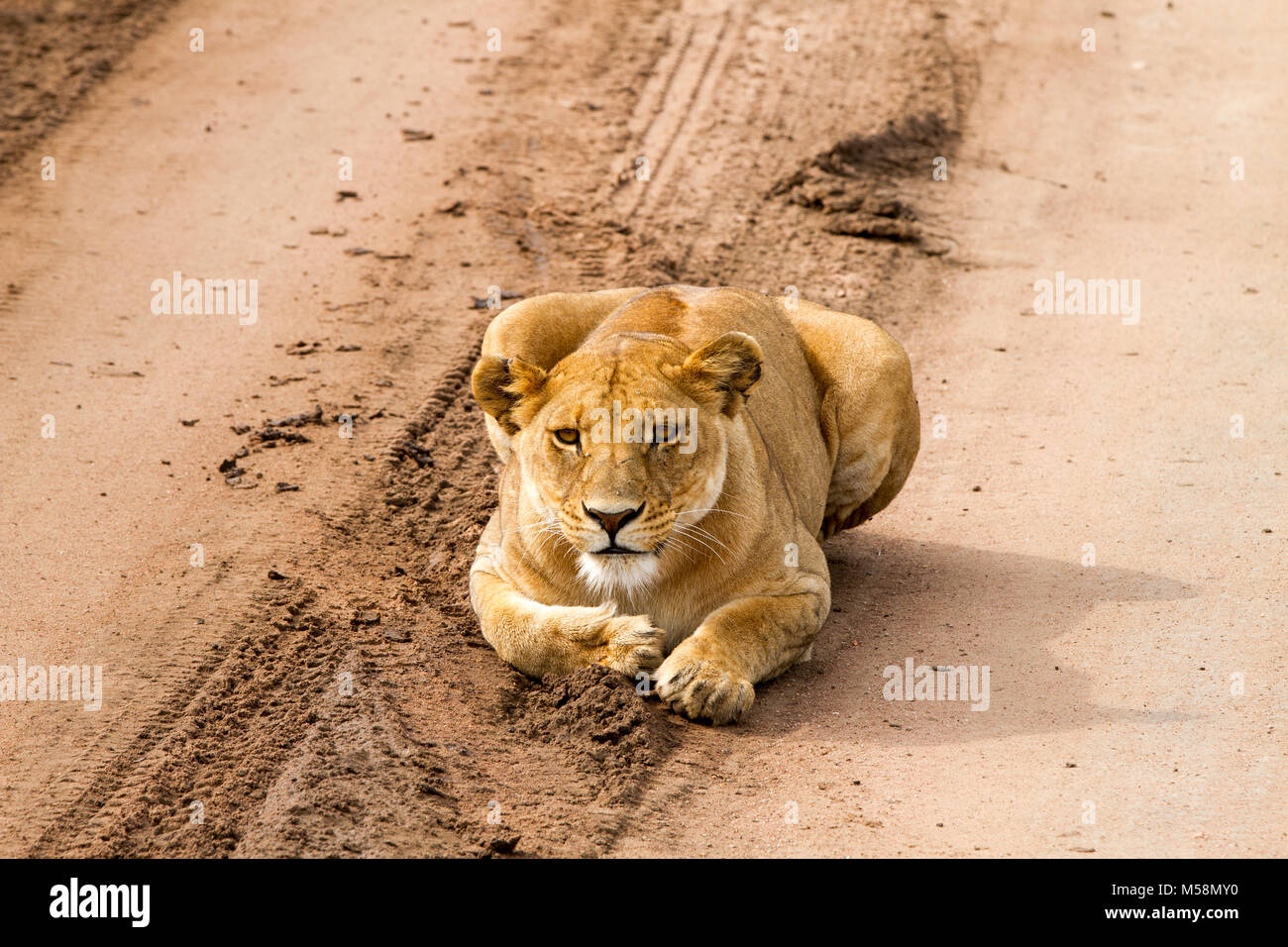 Portrait of East African lionesses (Panthera leo), genus Panthera ...