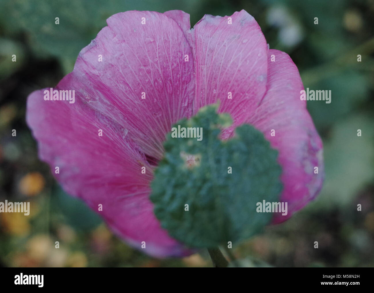 Raindrops on a purple flower Stock Photo - Alamy