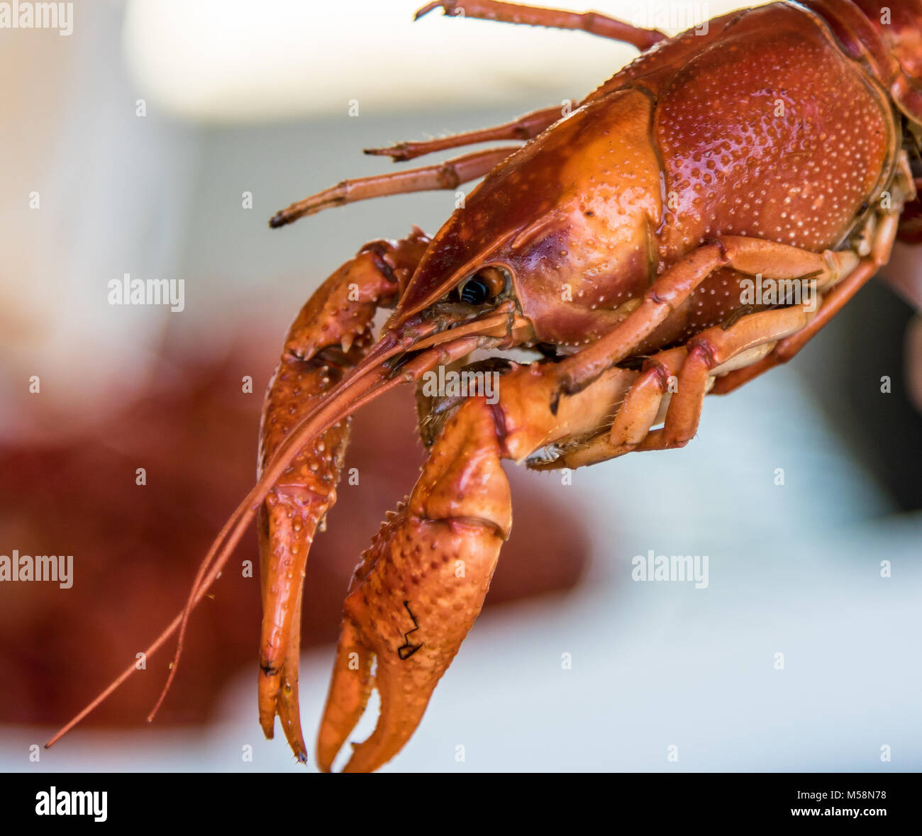Crawfish boil hi-res stock photography and images - Alamy