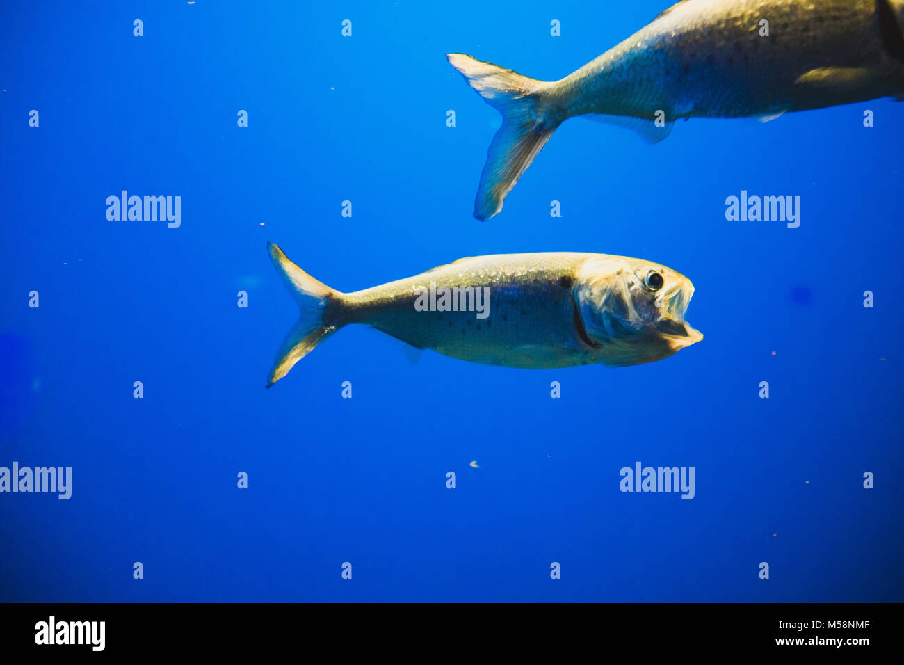 Fishing Swimming in the Ocean While Feeding Stock Photo - Alamy