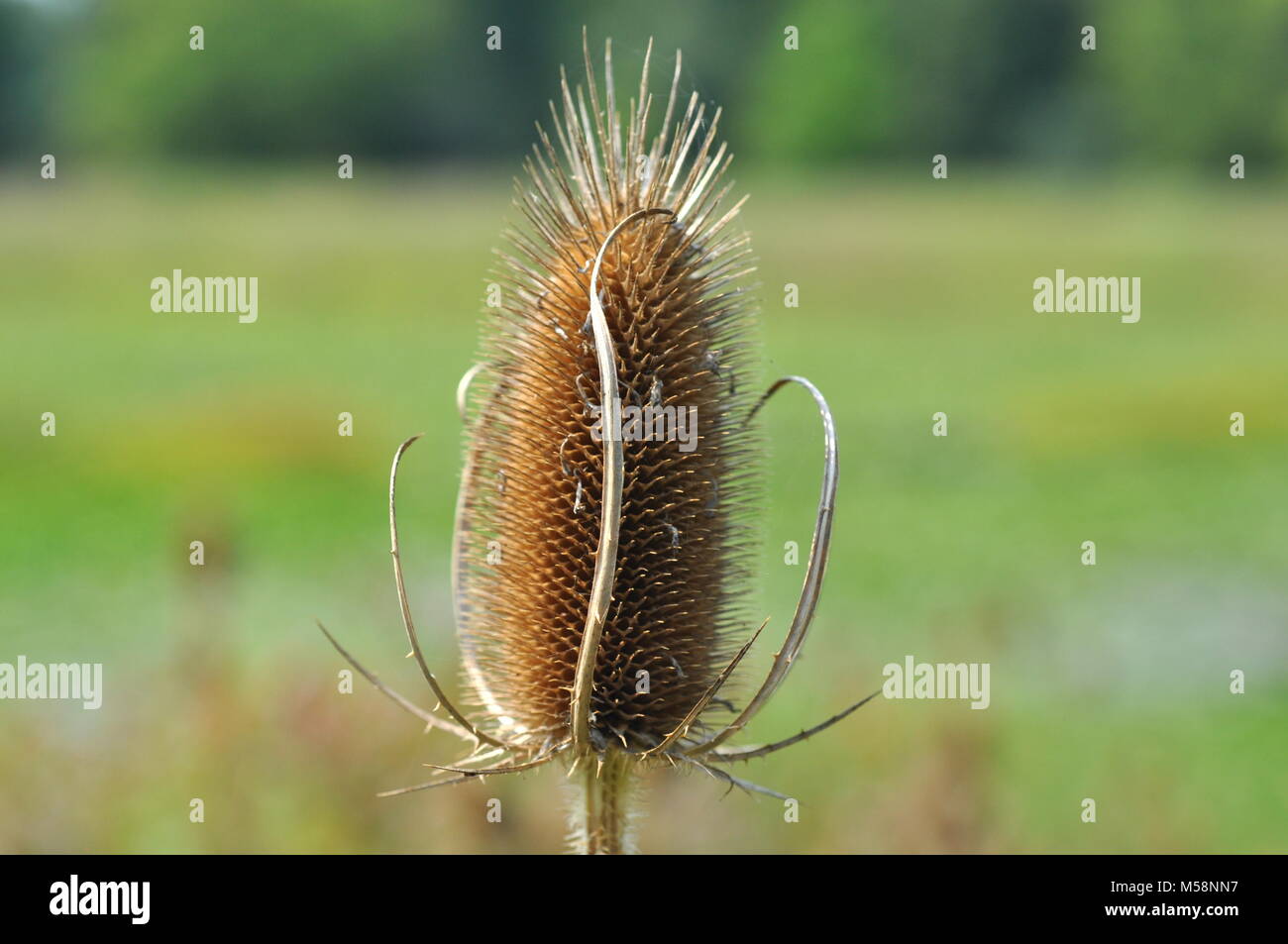 Dried flower head of a wild teasel (Dipsacus fullonum) weed detail ...