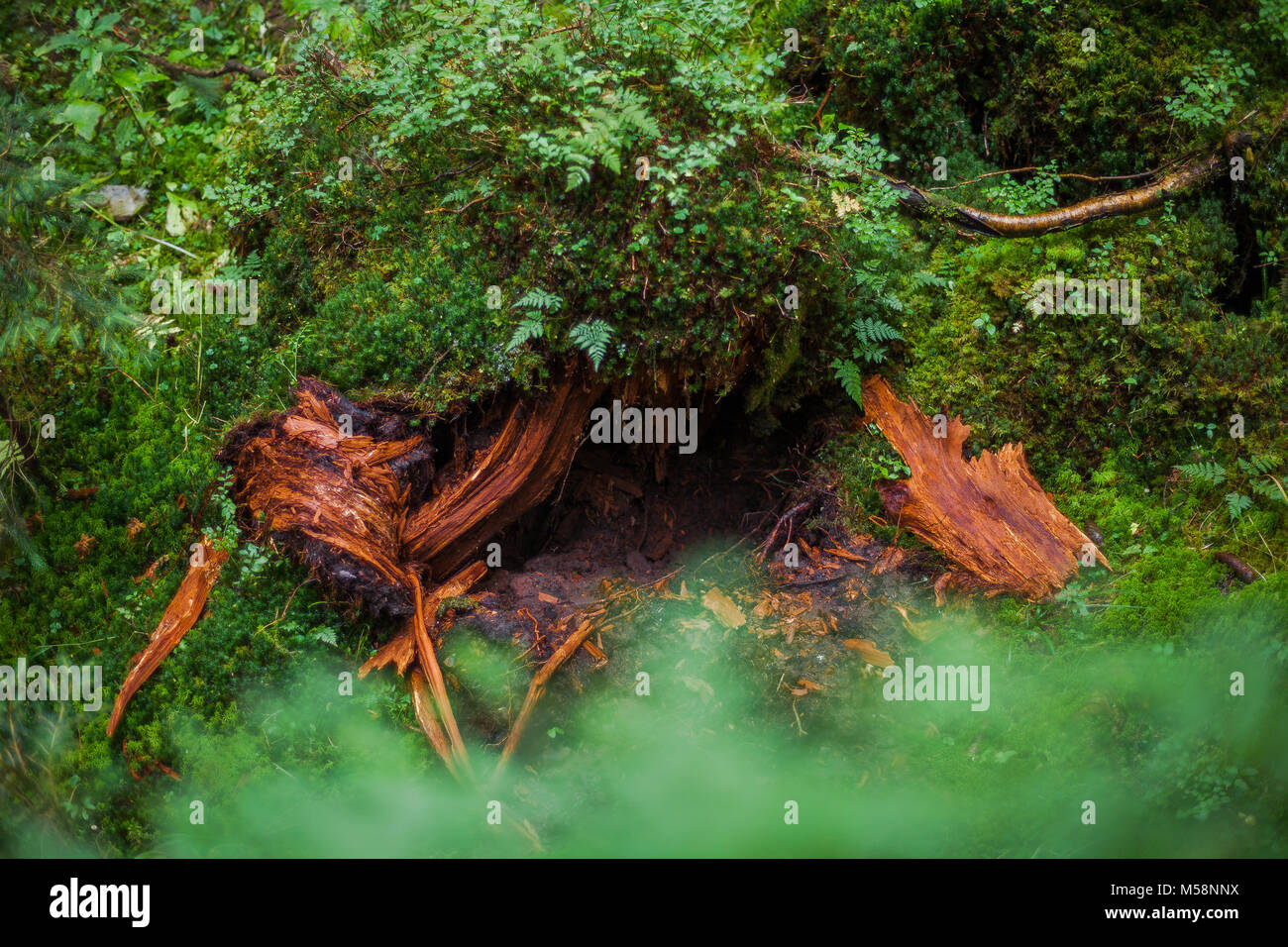 Soft grass and moss hi-res stock photography and images - Alamy
