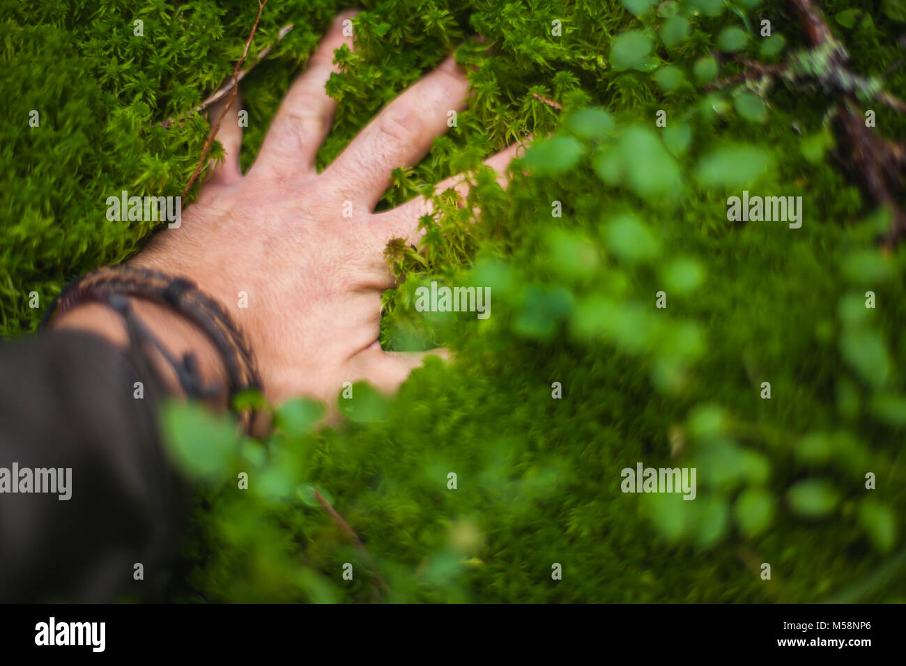 Soft moss in a forest in Dolomites Stock Photo - Alamy