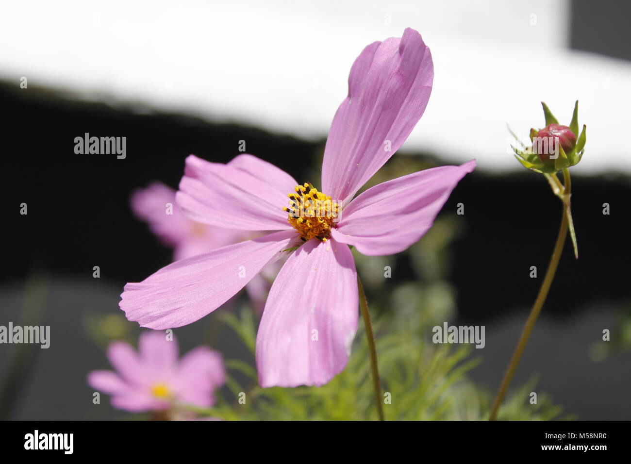 Pink Aster Flower, Leh, India Stock Photo - Alamy