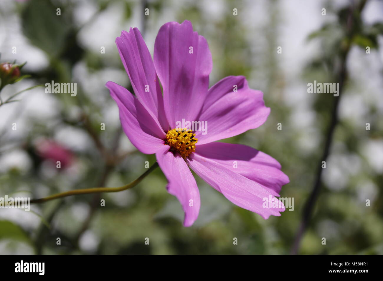 Pink Aster Flower, Leh, India Stock Photo - Alamy