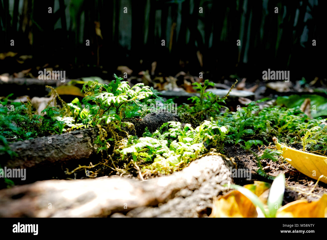 Fern root hi-res stock photography and images - Alamy