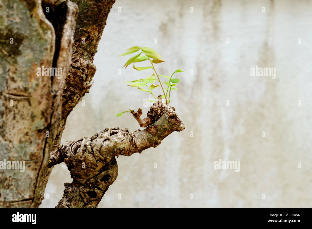 Little leaf trees hi-res stock photography and images - Alamy