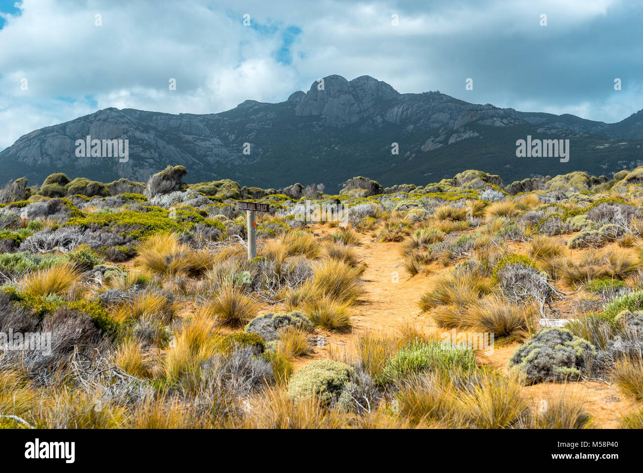 Walking track towards Mount Strzelecki on Flinders Island, Tasmania ...