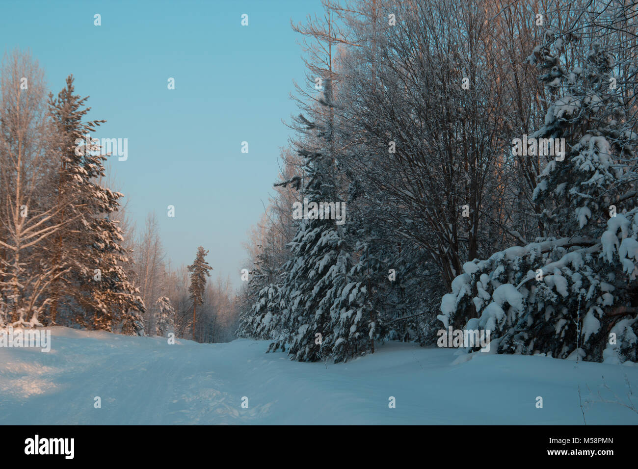 Wild cold snow covered russian forest - winter road among pines at ...