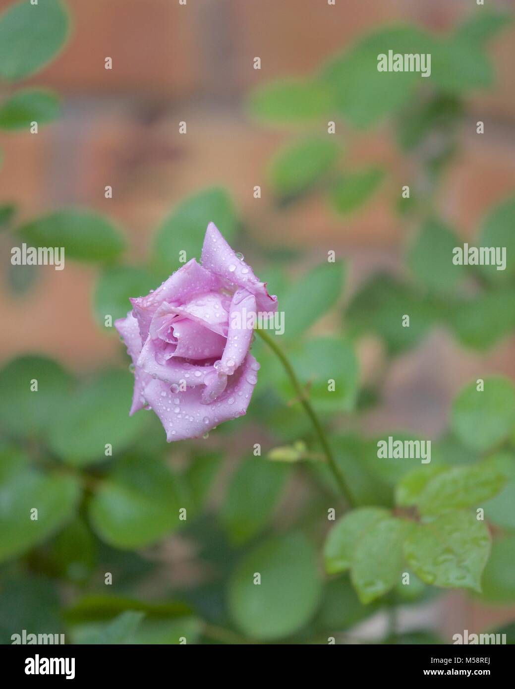 Pink Rose after an April Shower: Rosaceae family; Genus: Rosa. Known as ...