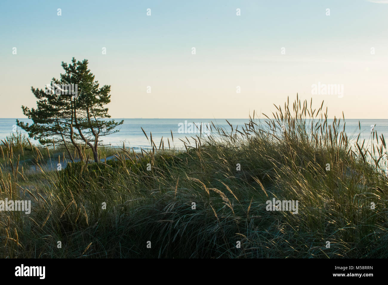 Shore pine tree hi-res stock photography and images - Alamy