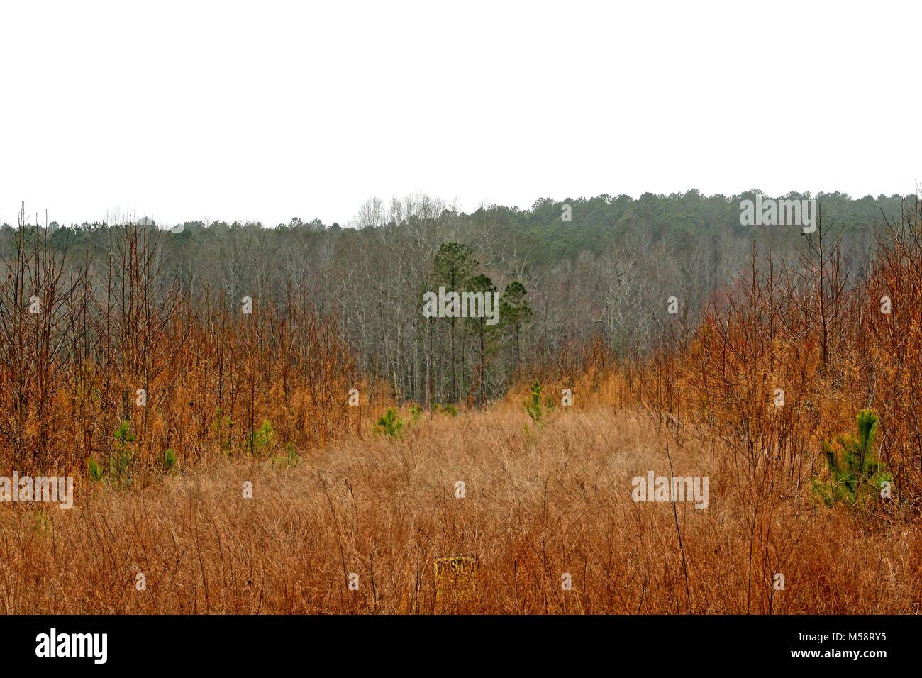 Overgrown Farm Field Stock Photo - Alamy