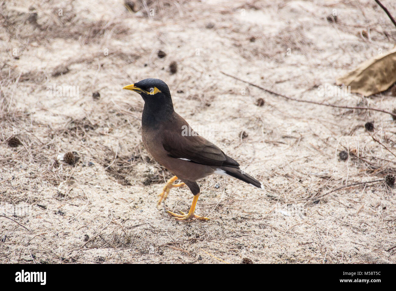 Mynas High Resolution Stock Photography and Images - Alamy