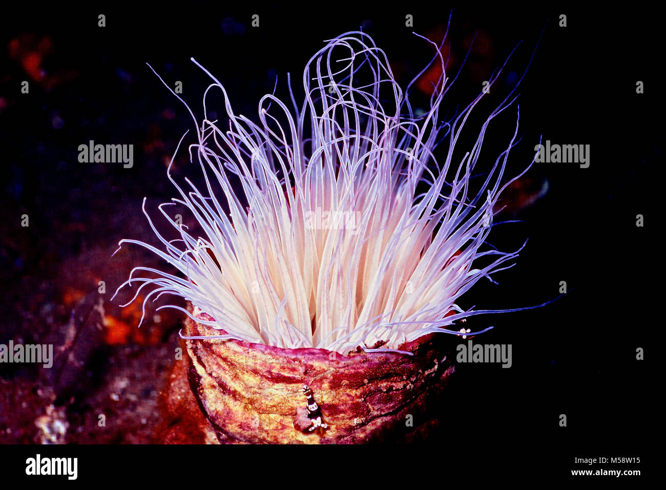 Soft tube anemones hi-res stock photography and images - Alamy