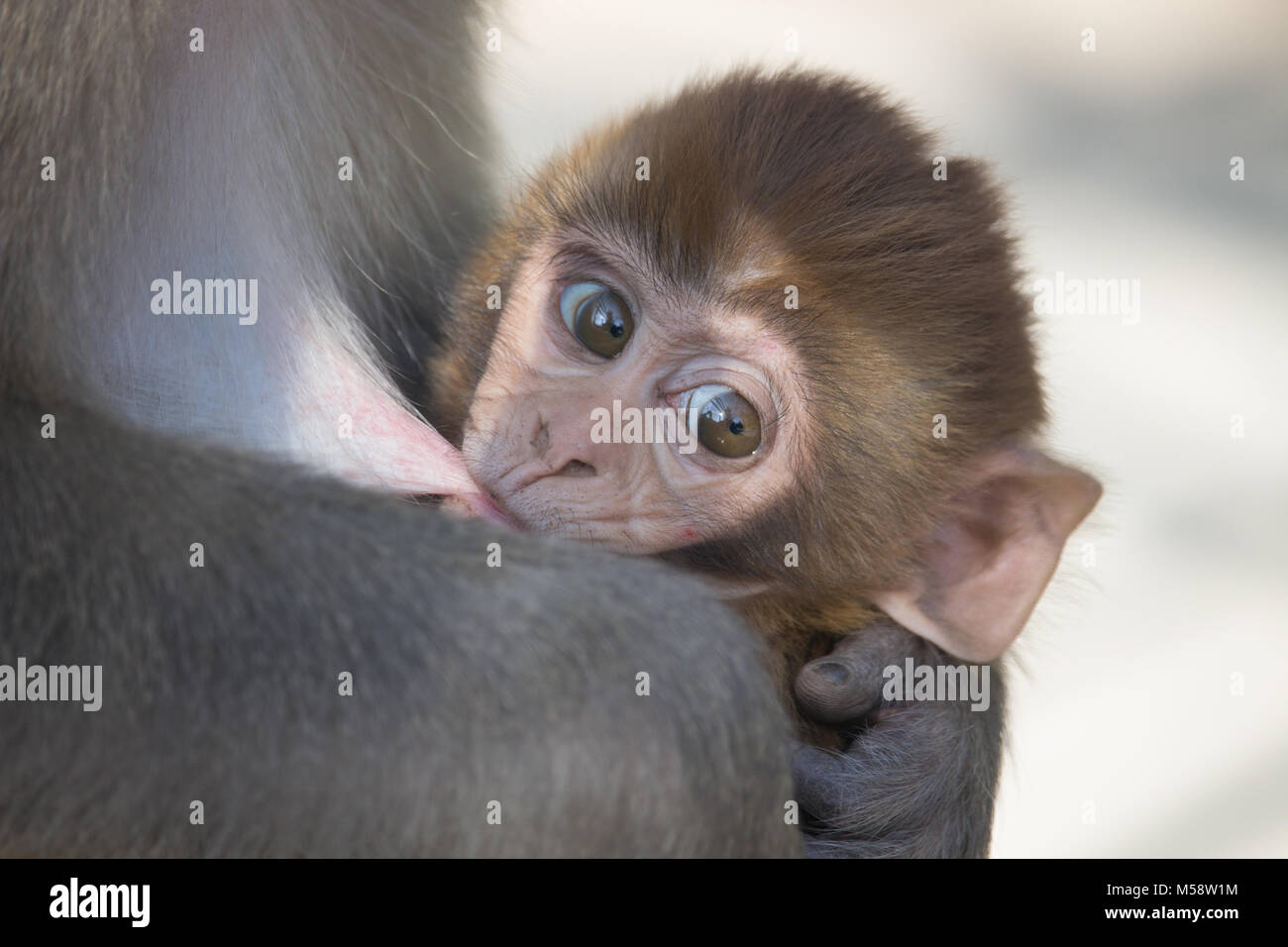 Small monkey sucking mother breast Stock Photo - Alamy
