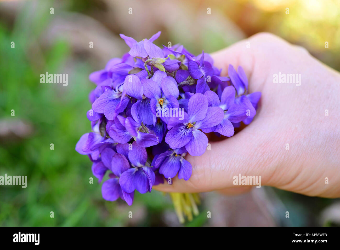 A bouquet of violets (Viola Odorata) in a female hand Stock Photo - Alamy
