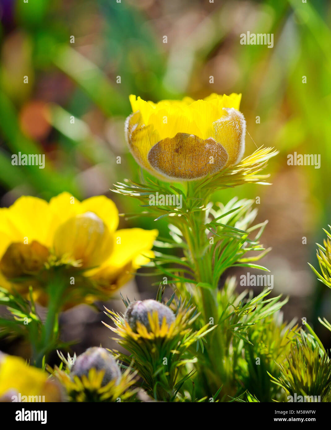 Yellow flowers of adonis (Adonis vernalis Stock Photo - Alamy