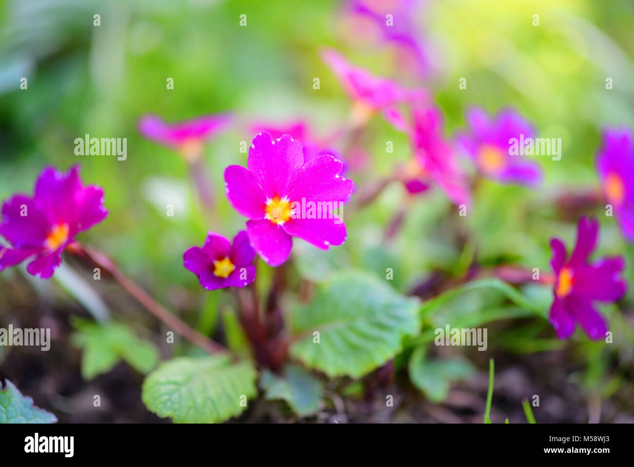 Spring flowers of Primula juliae (Julias Primrose) or purple primrose ...