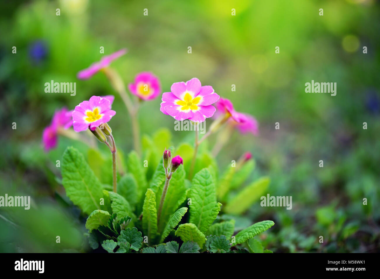 Spring flowers of Primula juliae (Julias Primrose) or purple primrose ...