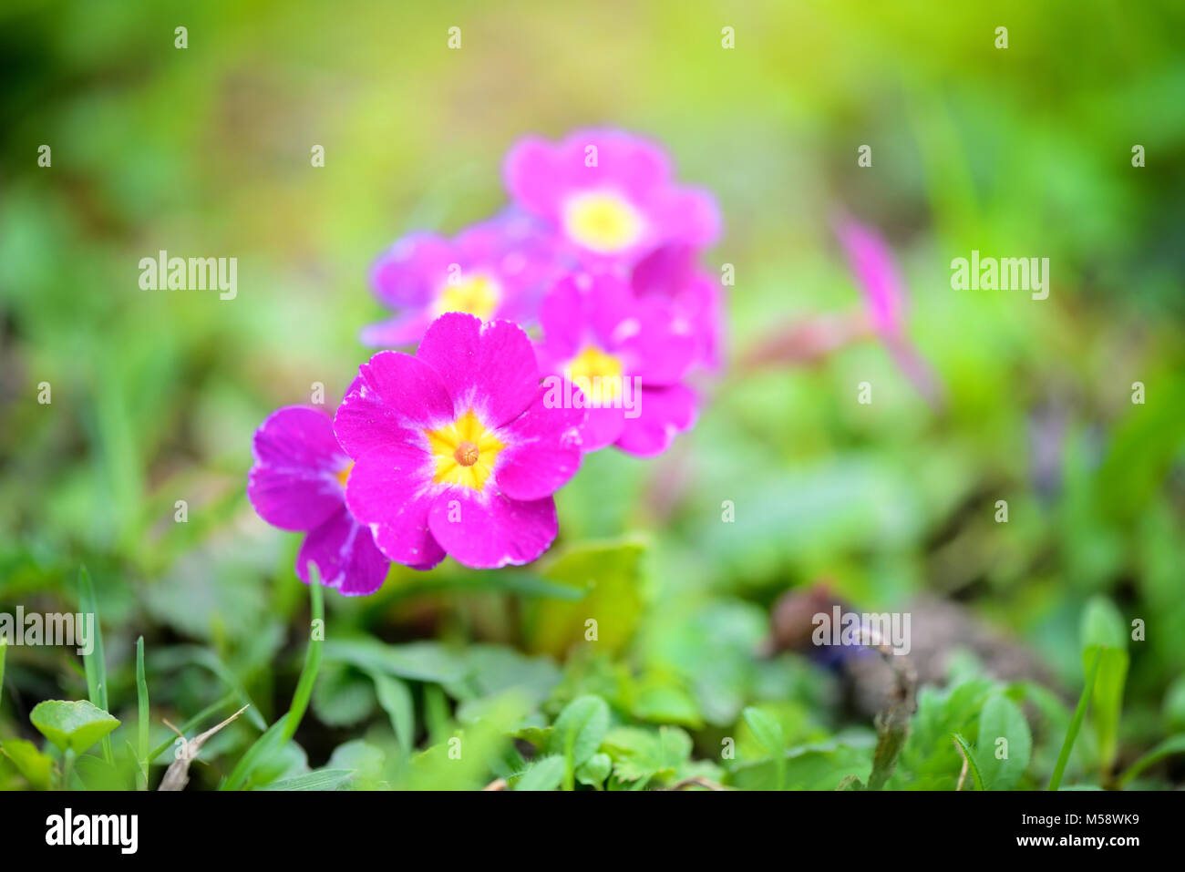 Spring flowers of Primula juliae (Julias Primrose) or purple primrose ...
