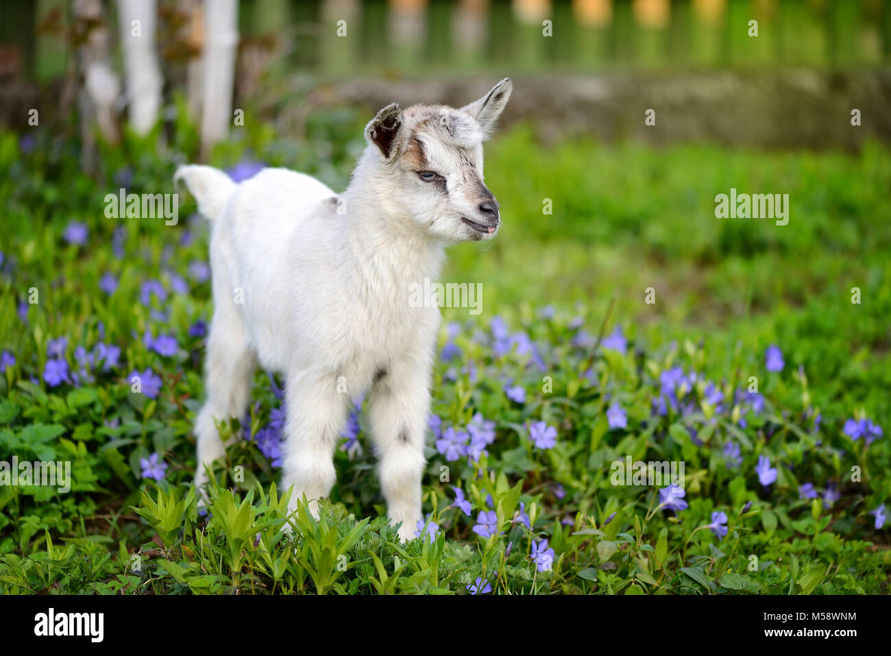 Baby goat hi-res stock photography and images - Alamy