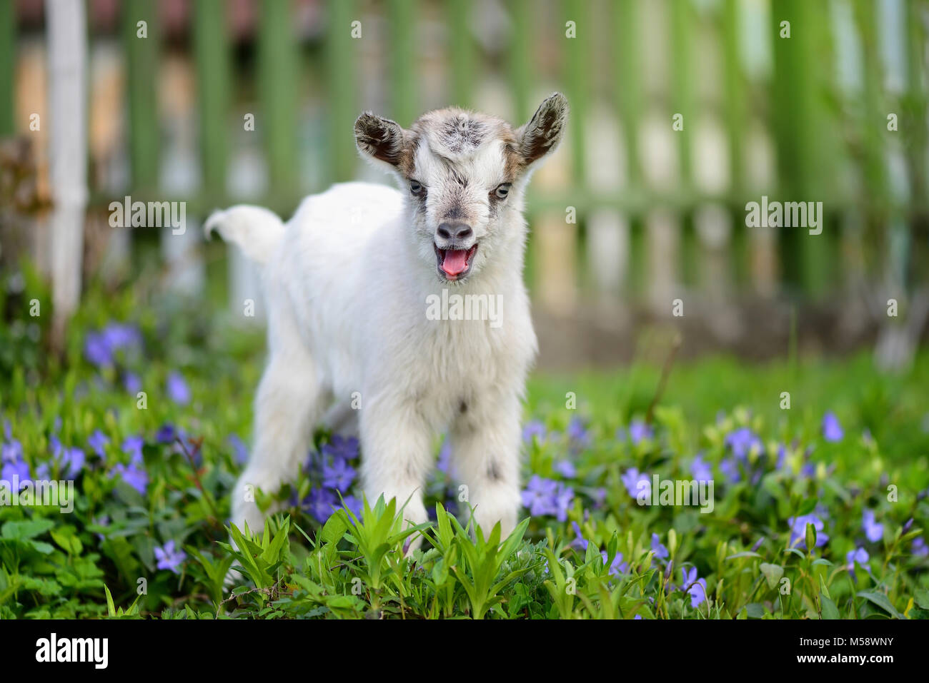 White baby goat standing on green lawn with flowers periwinkle (Vinca ...