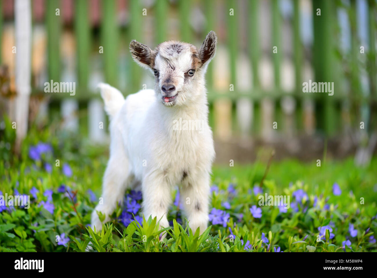 White baby goat standing on green lawn with flowers periwinkle (Vinca ...