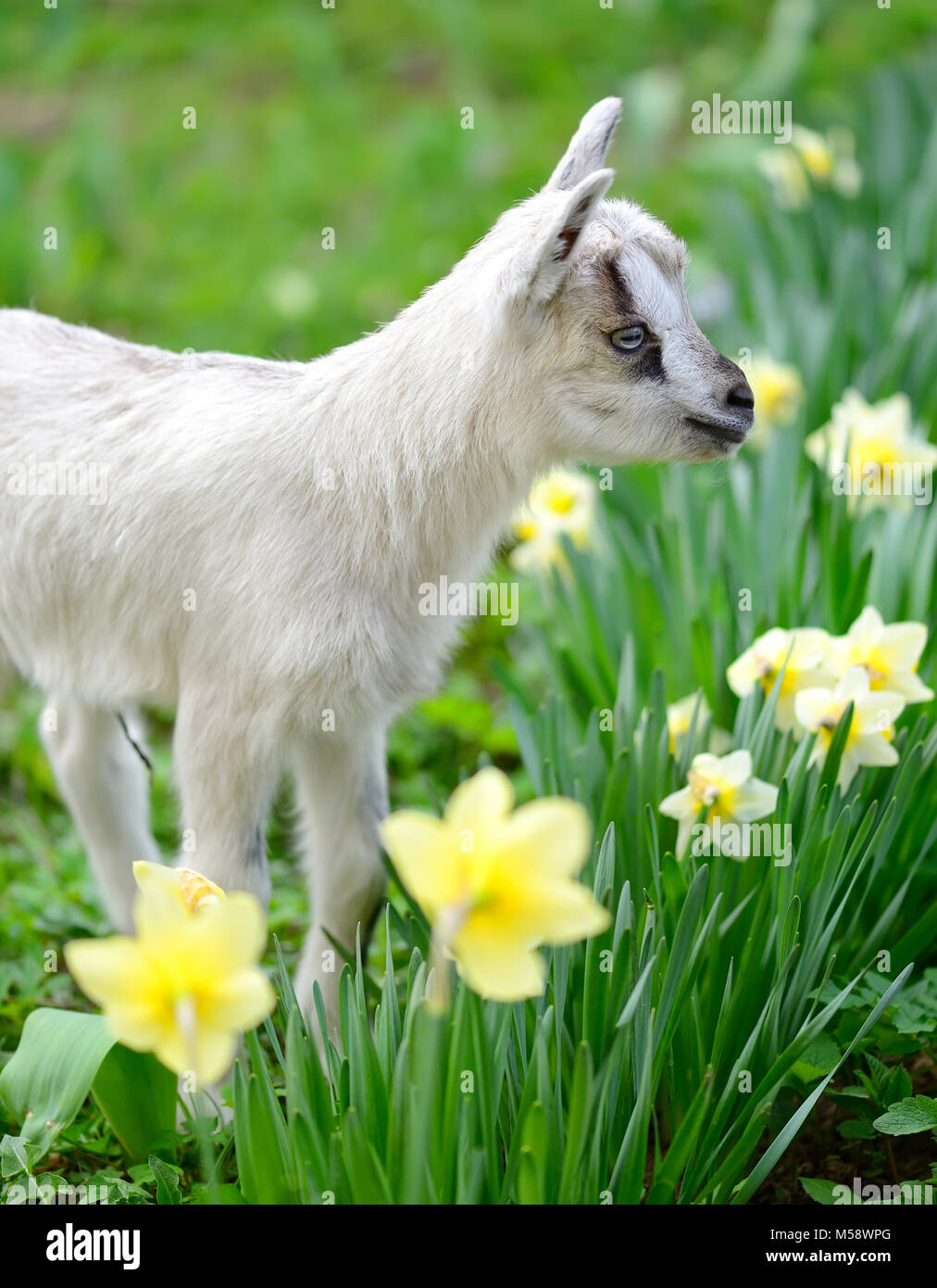 White baby goat standing on green lawn with flowers narcissus Stock ...