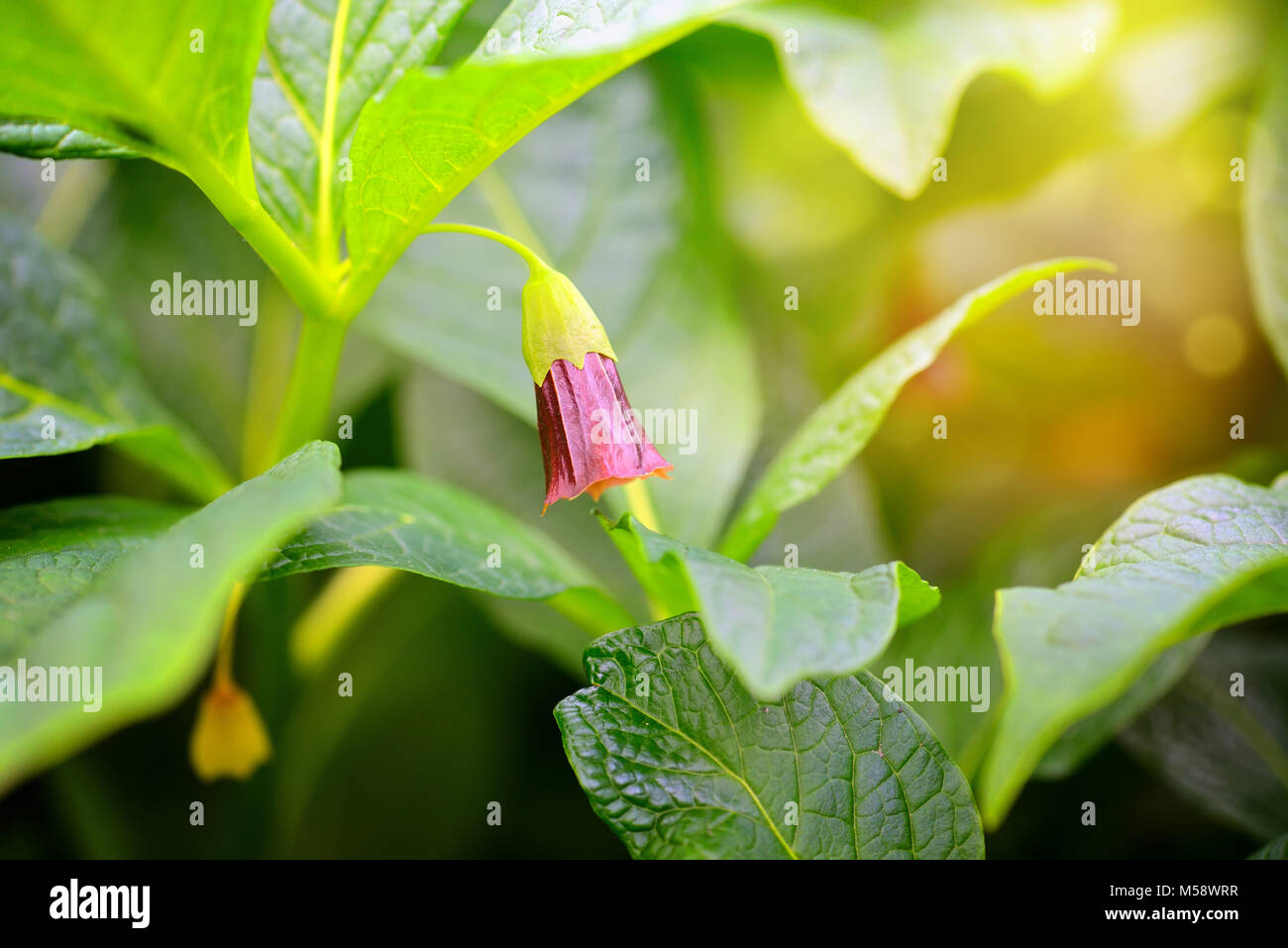 Flowering Scopolia carniolica plants with flowers in spring forest ...