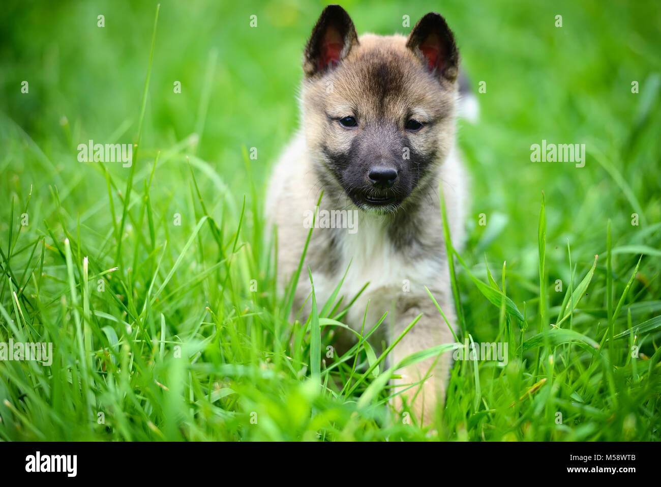 A beautiful Siberian Laika puppy on the grass Stock Photo - Alamy