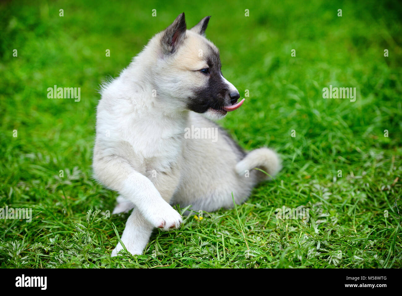 A beautiful Siberian Laika puppy is sitting on grass Stock Photo - Alamy