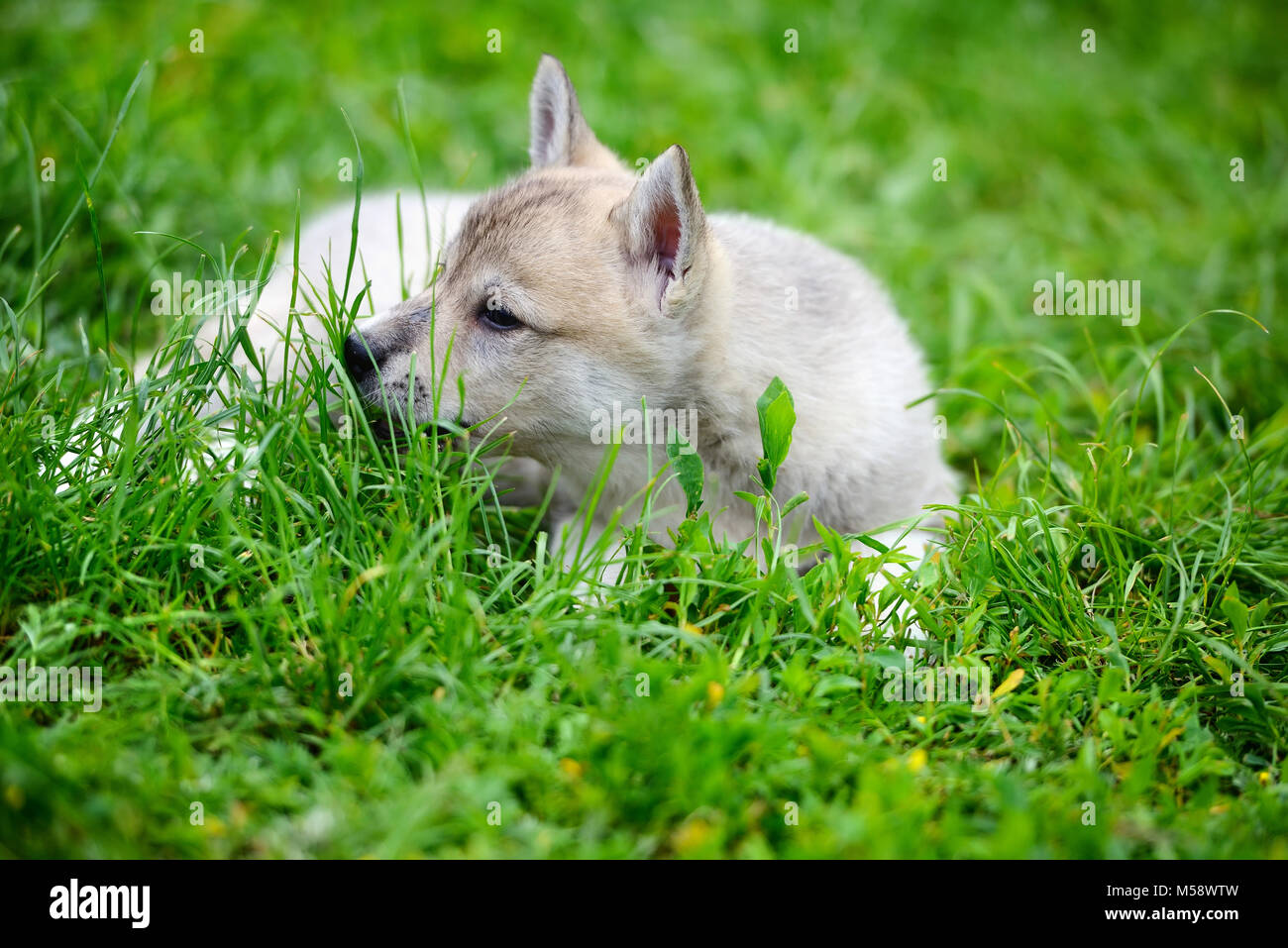 A beautiful Siberian Laika puppy lying down on the grass Stock Photo ...