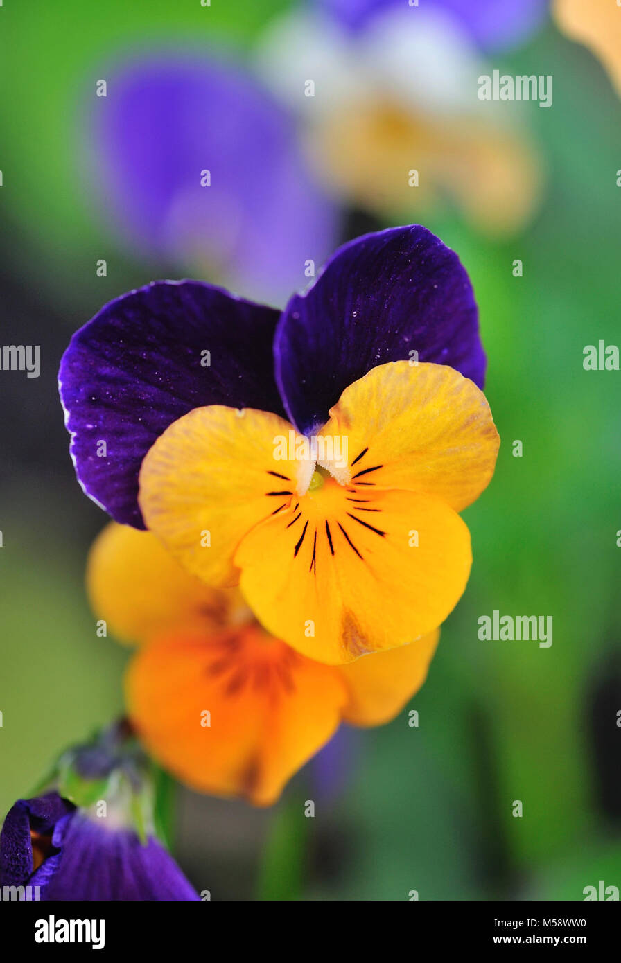 Tricolor pansy flower plant natural background, springtime Stock Photo ...