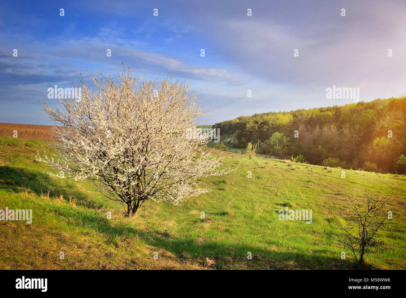 Single blossoming tree in spring. Spring landscape Stock Photo - Alamy
