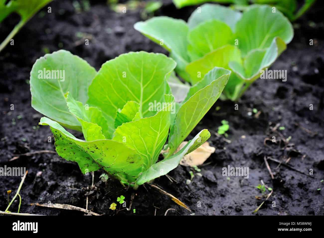 Young cabbage growing in the field. Cabbage seedlings in the garden ...