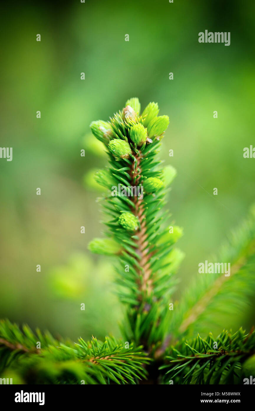 Spruce tree branch with young shoots and fresh green buds, needles ...