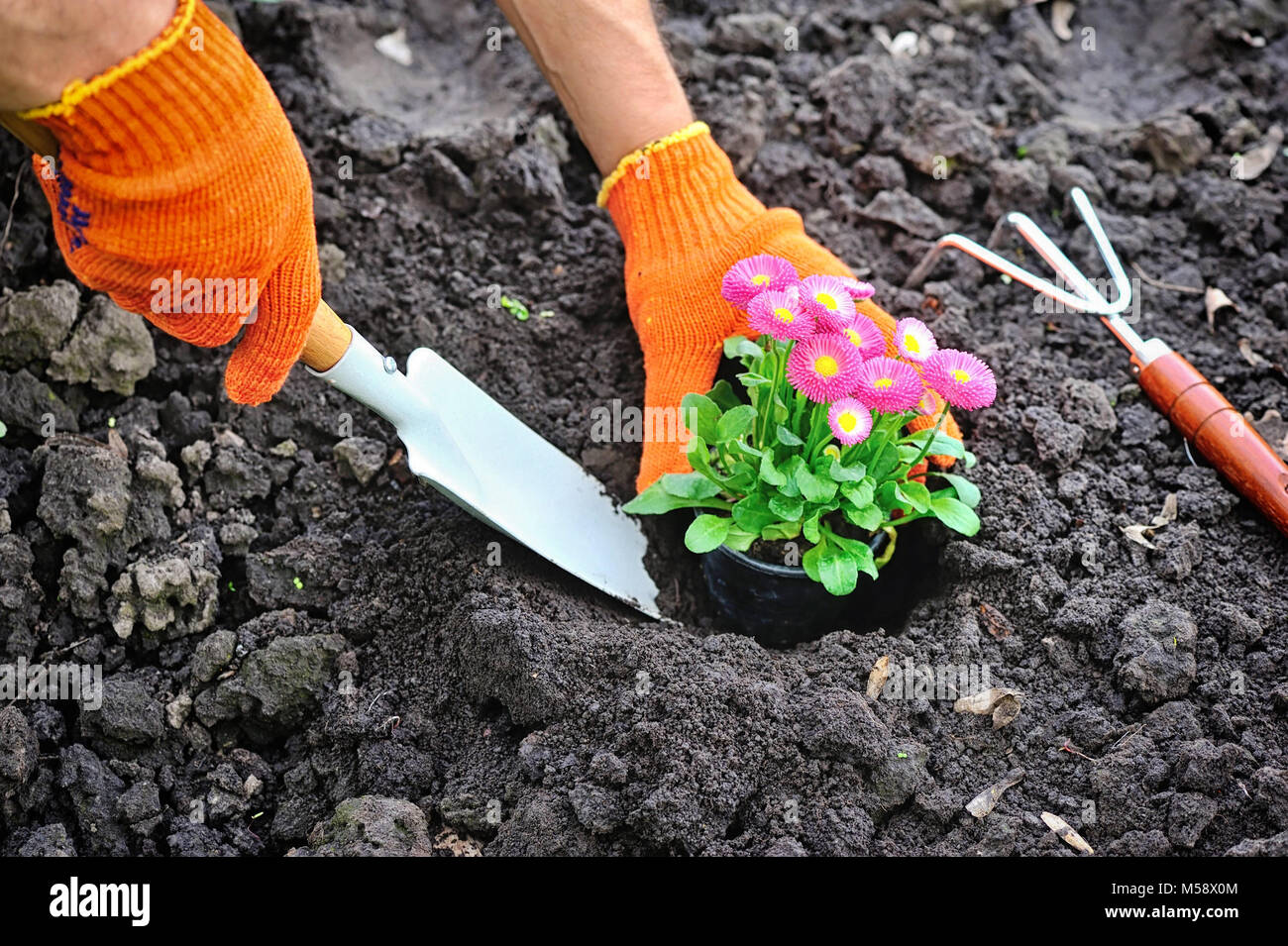 Gardeners hands planting marguerite flowers in garden Stock Photo - Alamy