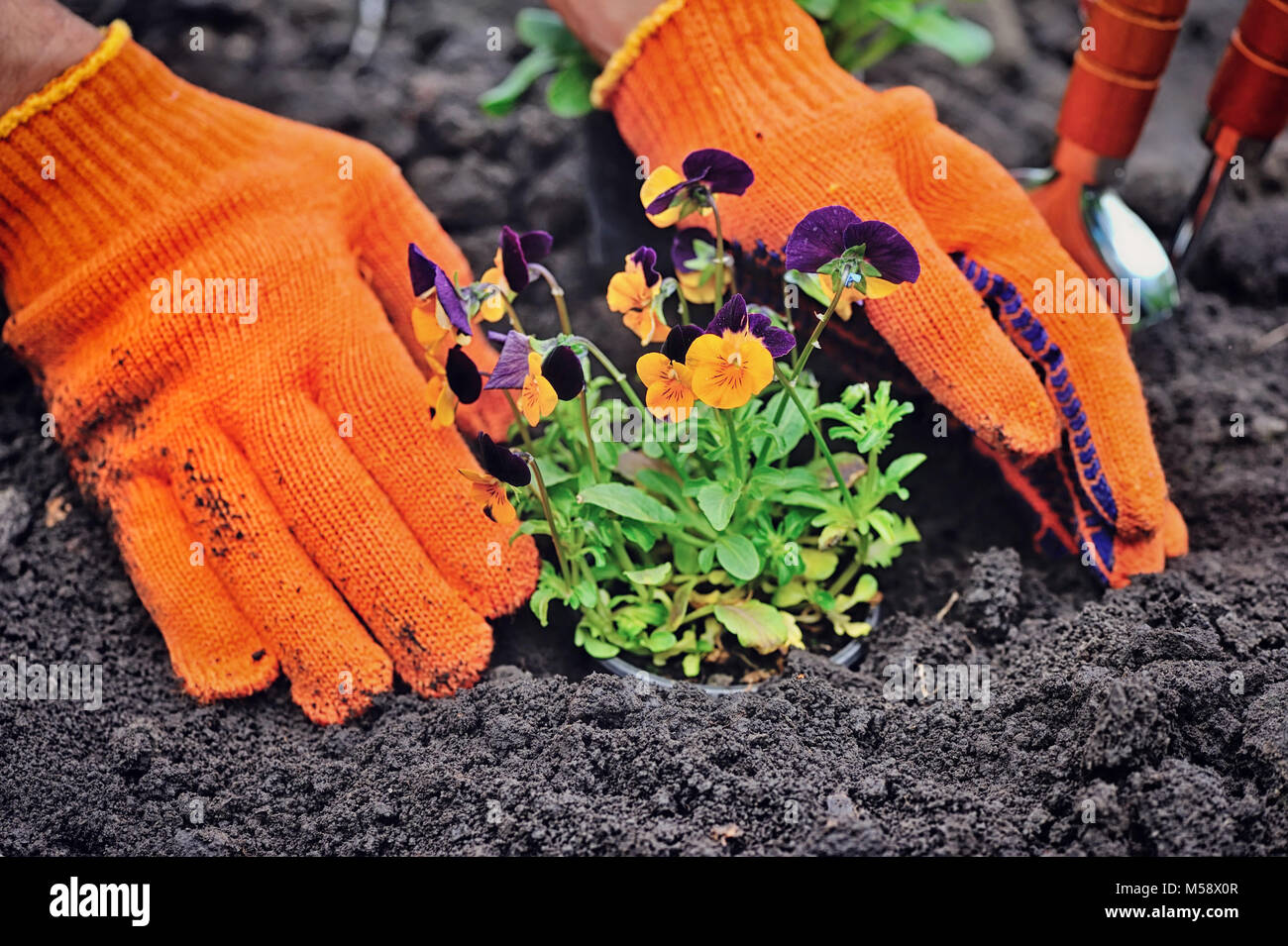 Gardeners hands planting flowers in a garden Stock Photo - Alamy