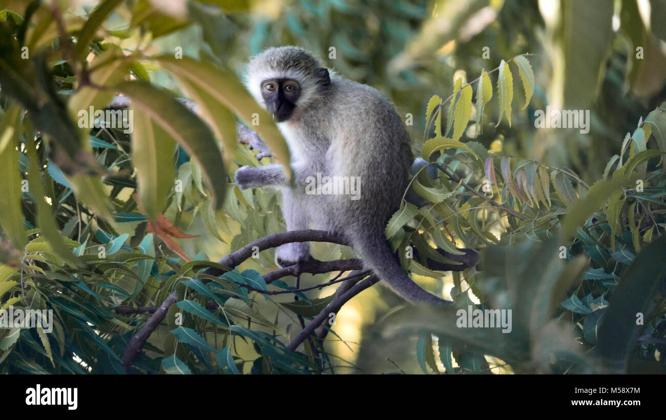 cute little monkey sitting on a branch of mango tree Stock Photo - Alamy