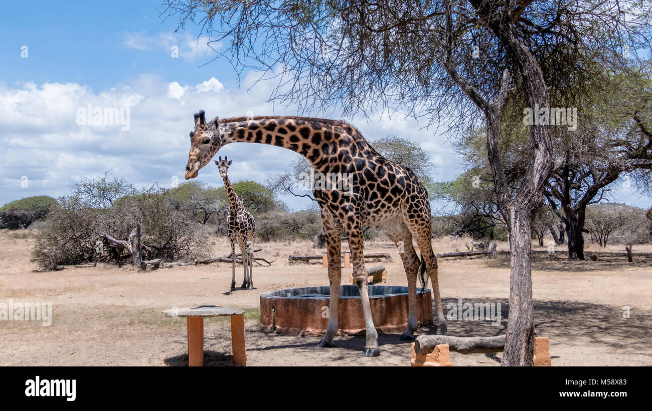colorful world of giraffes Stock Photo - Alamy