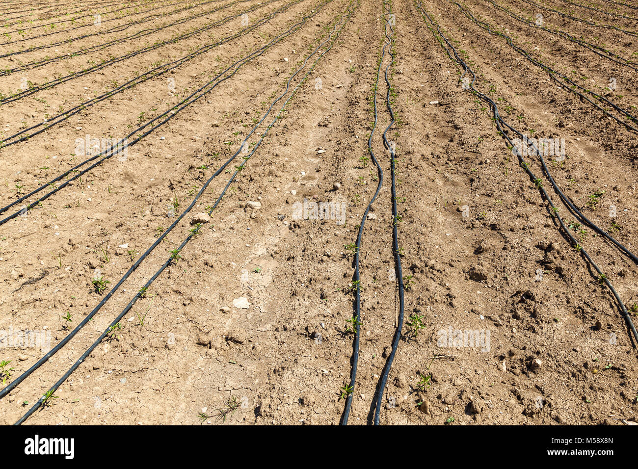Water irrigation pipe lettuce hi-res stock photography and images - Alamy