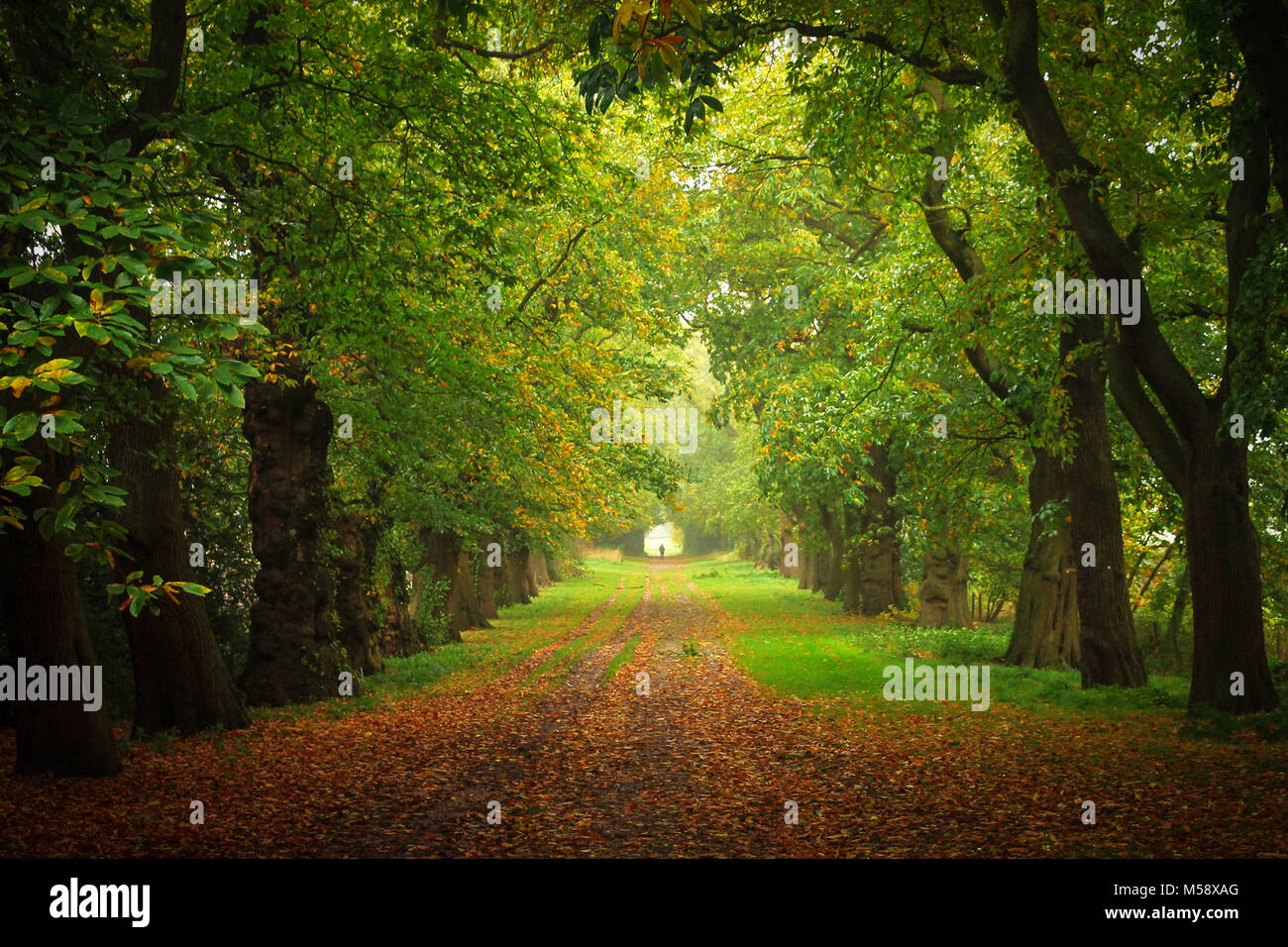 Do Oak Trees Shed Their Leaves at Molly Lowes blog