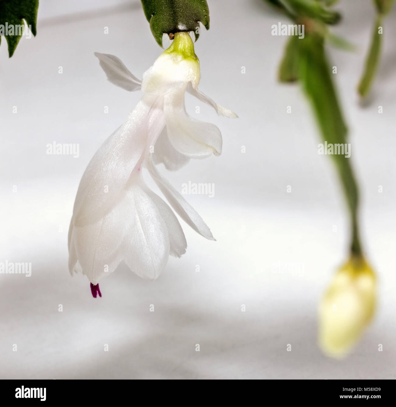 Tender white flower of decembrist in shadows of light Stock Photo - Alamy
