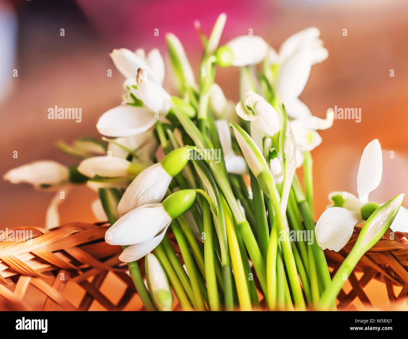 Soft white spring snowdrops in basket close Stock Photo - Alamy